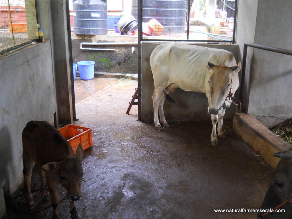Why you should not buy a vechur dwarf cow - Natural Farmers Kerala