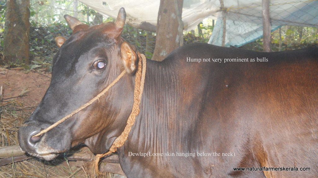 Why you should not buy a vechur dwarf cow - Natural Farmers Kerala