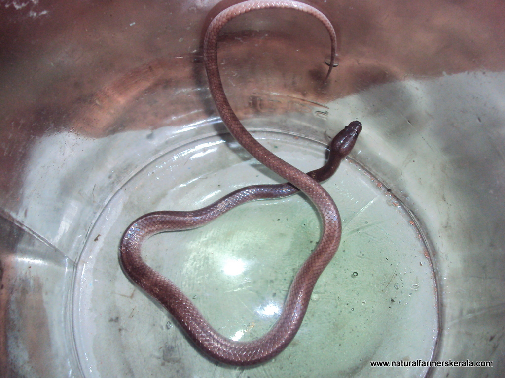 Nonvenomous - Venomous Snakes and other Creatures found in Kerala ...