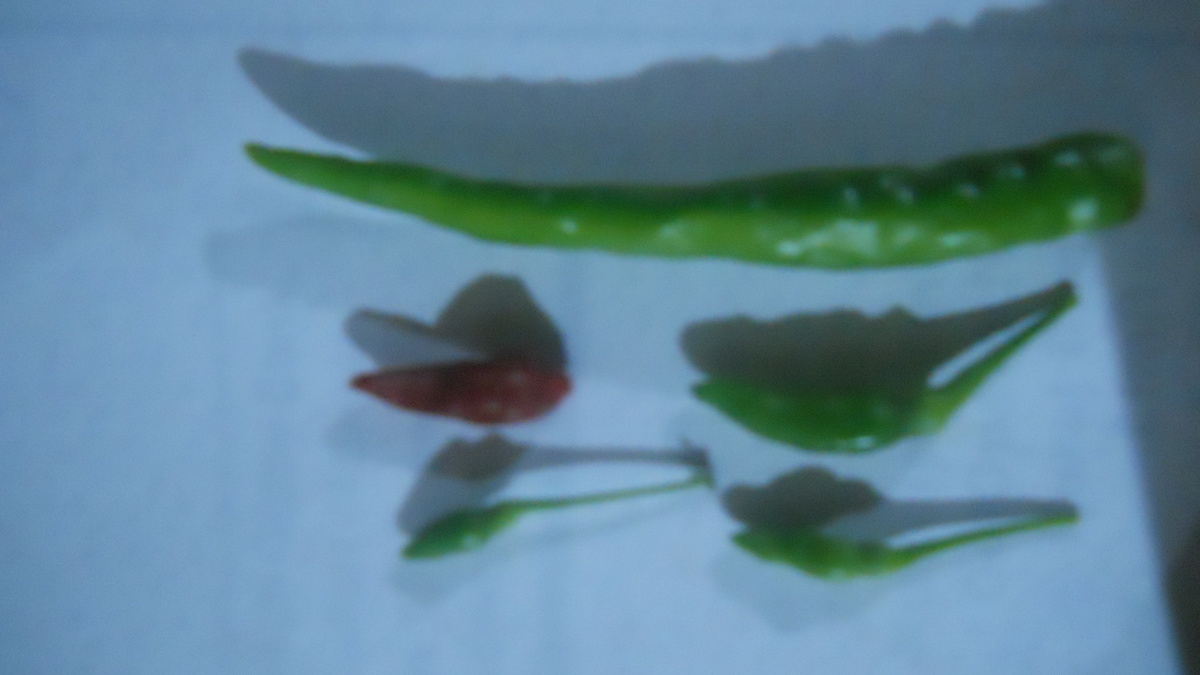 How to Grow Kanthari Mulaku - Bird's Eye Chili of Kerala - Natural ...