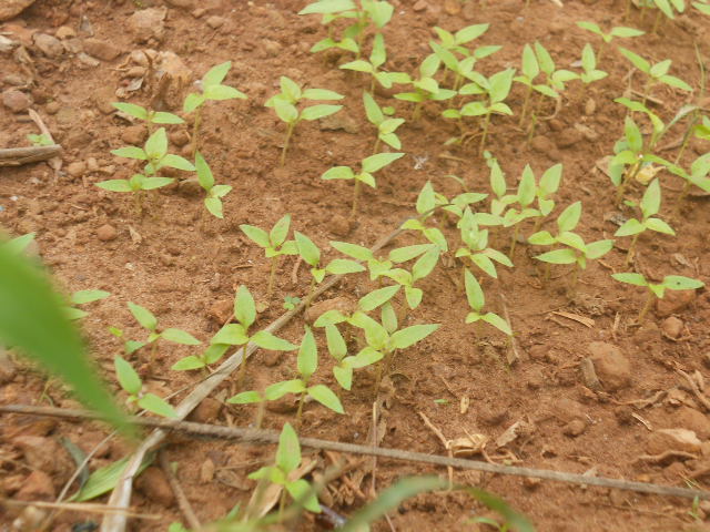 How to Grow Kanthari Mulaku – Bird’s Eye chili of Kerala – Natural ...