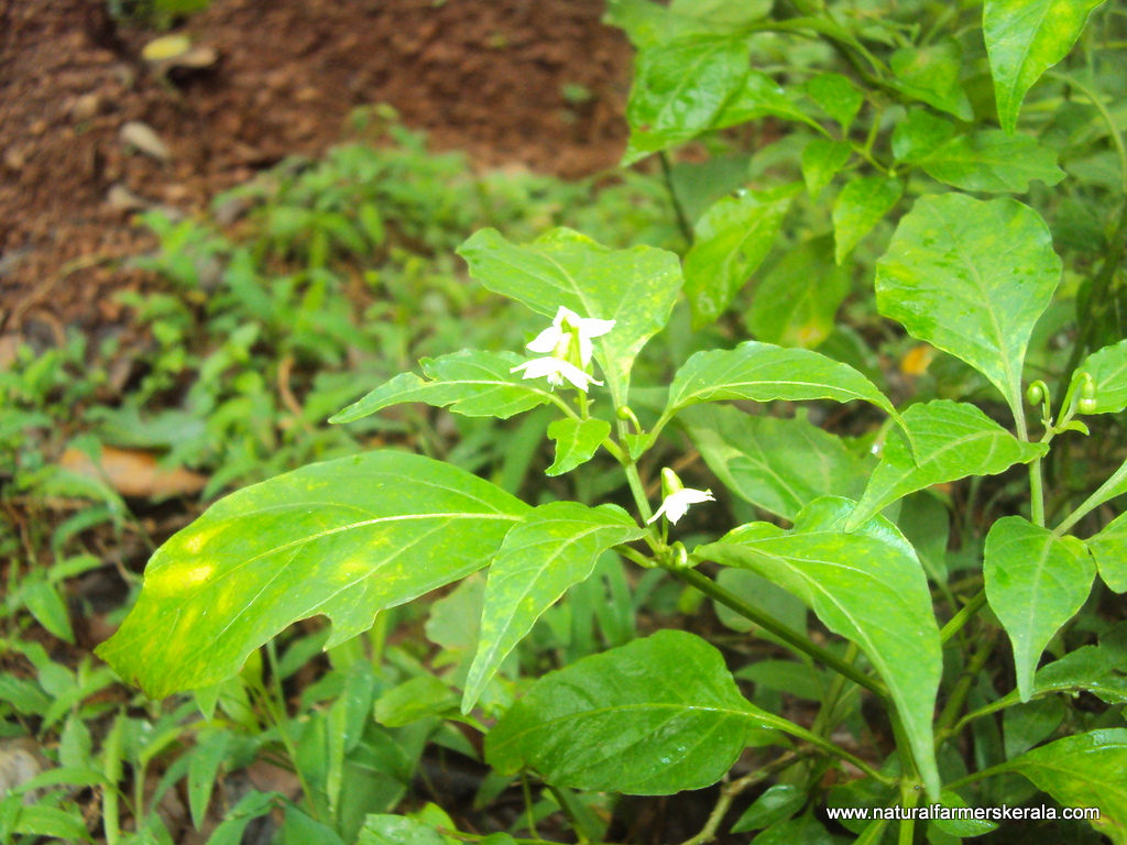 How to Grow Kanthari Mulaku - Bird's Eye Chili of Kerala - Natural ...