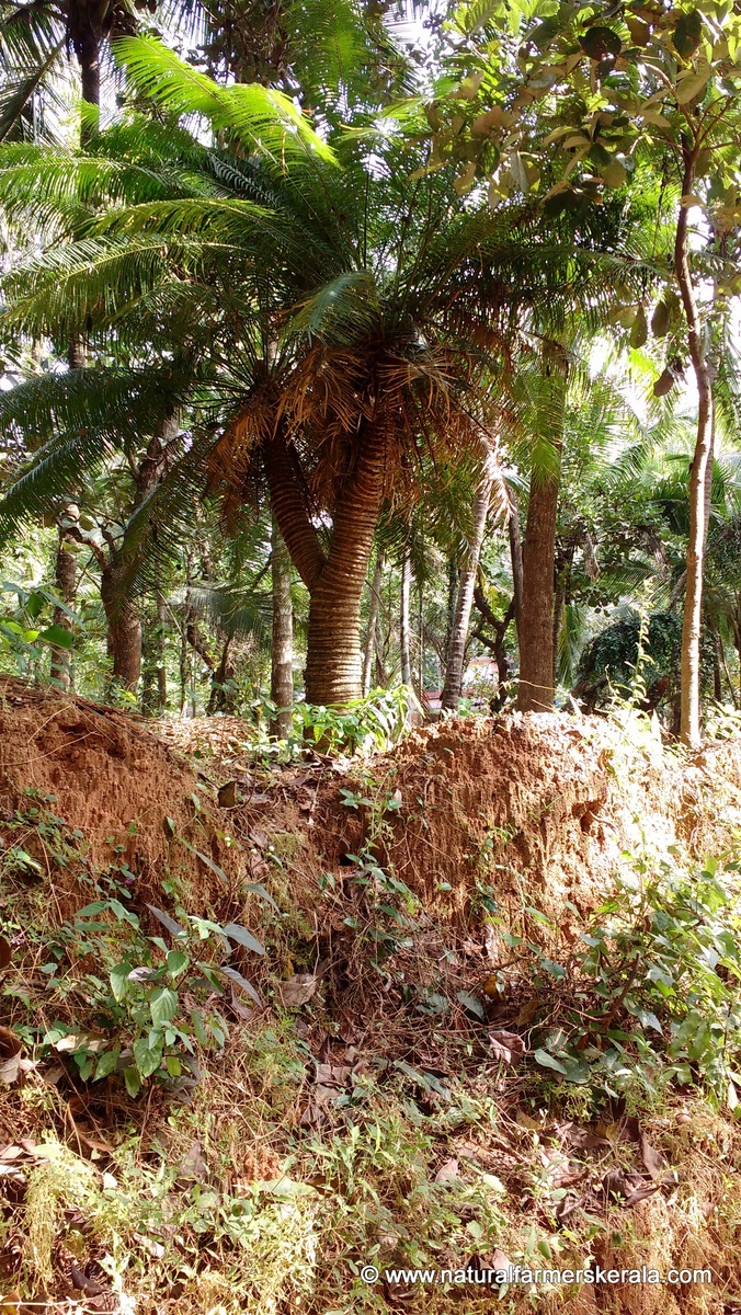 Eenthu: Queen sago palm - cycas circinalis - Natural Farmers Kerala