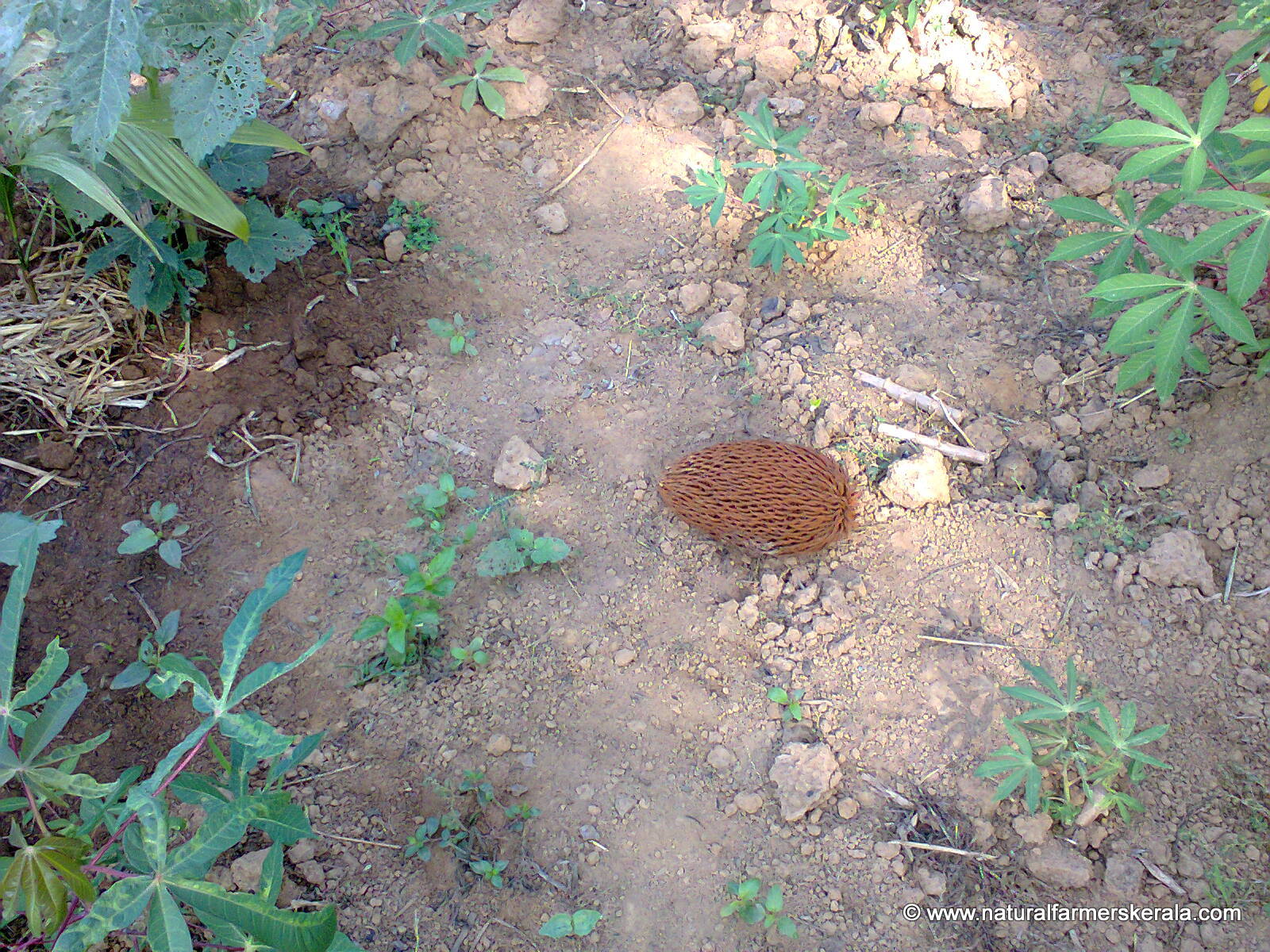 Eenthu: Queen sago palm - cycas circinalis - Natural Farmers Kerala