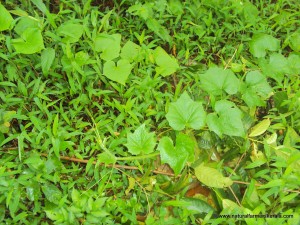 Did you know Medicinal ash gourd (Vaidya Kumbalanga) can be stored for ...