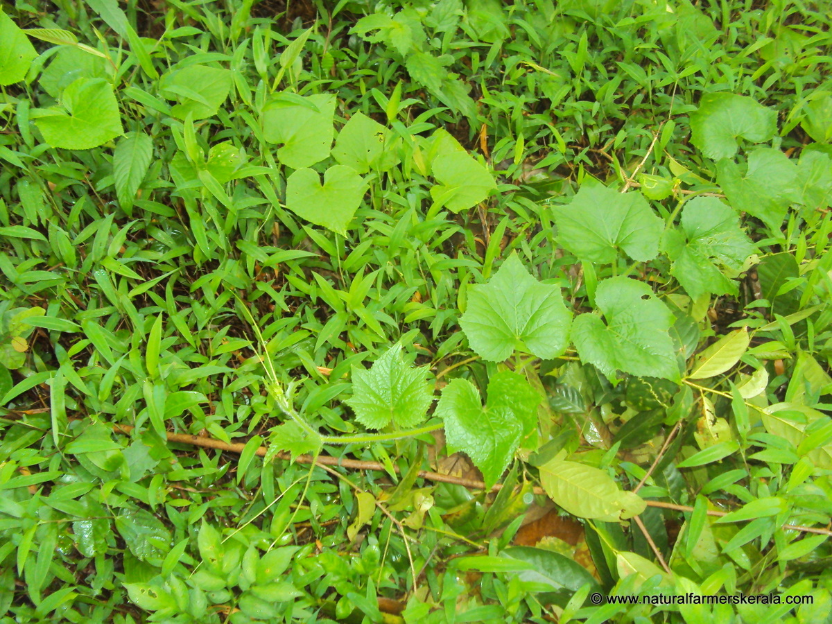 Did you know Medicinal ash gourd (Vaidya Kumbalanga) can be stored for ...