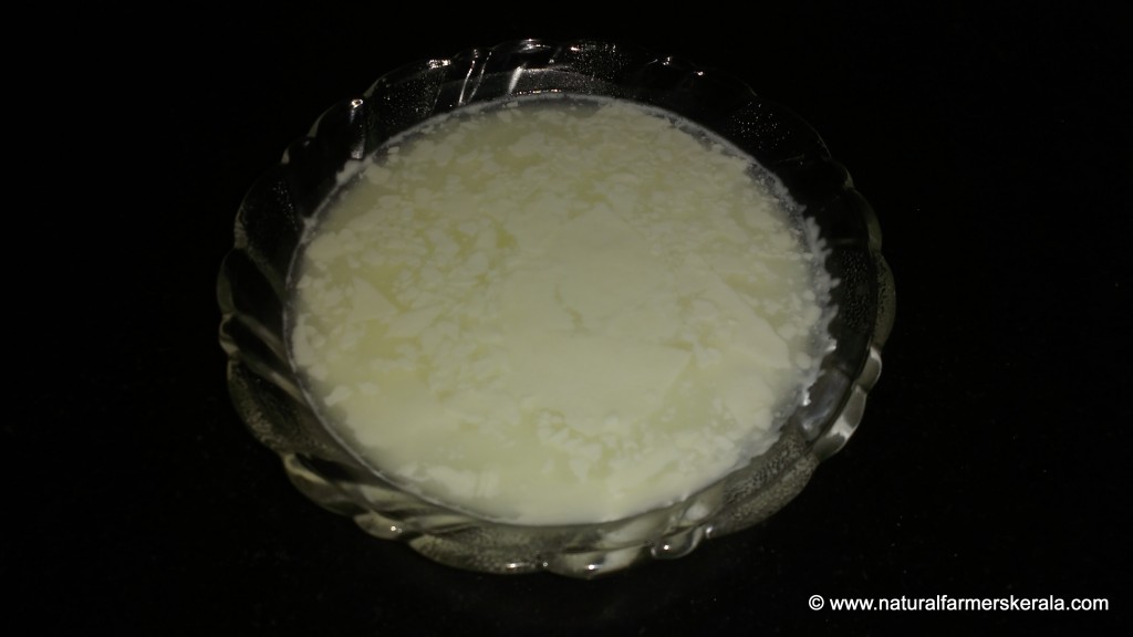 How to make Perfect Curd the Traditional Way - Natural Farmers Kerala
