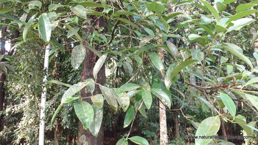 Buy Whole Garcinia Cambogia - Malabar Tamarind (Kudam Puli) - Natural ...