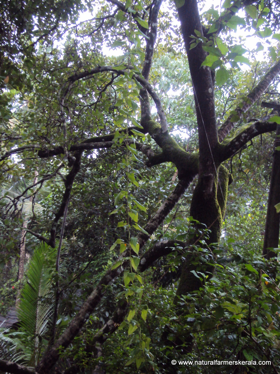 World’s Biggest and Heaviest Tuber Vegetable: Food Security for the ...