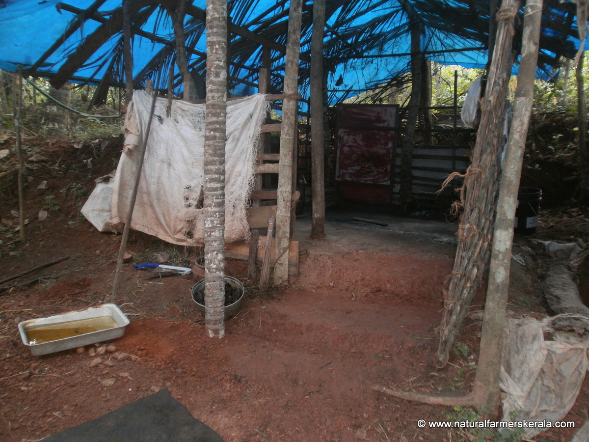 How to build a Cow Shed with Natural Materials - Natural Farmers Kerala