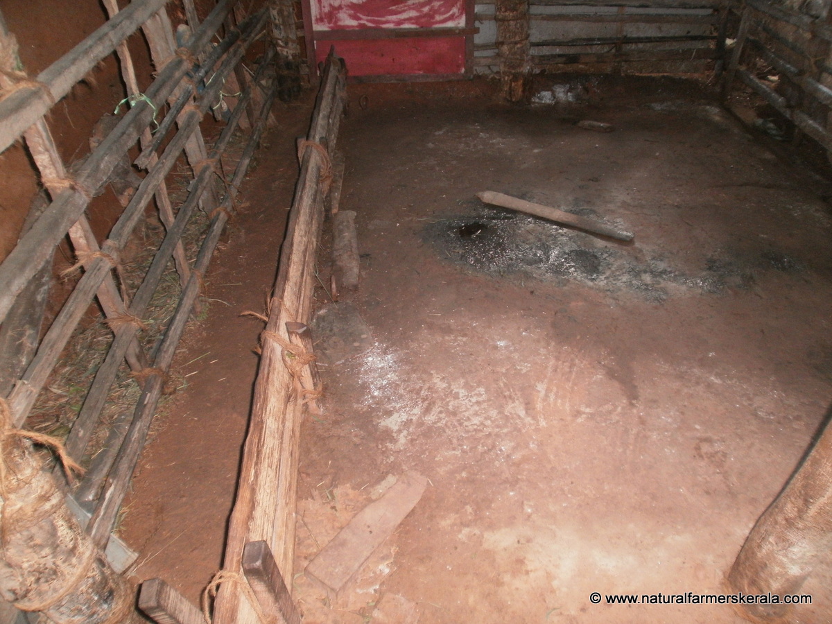 How to build a Cow Shed with Natural Materials - Natural Farmers Kerala