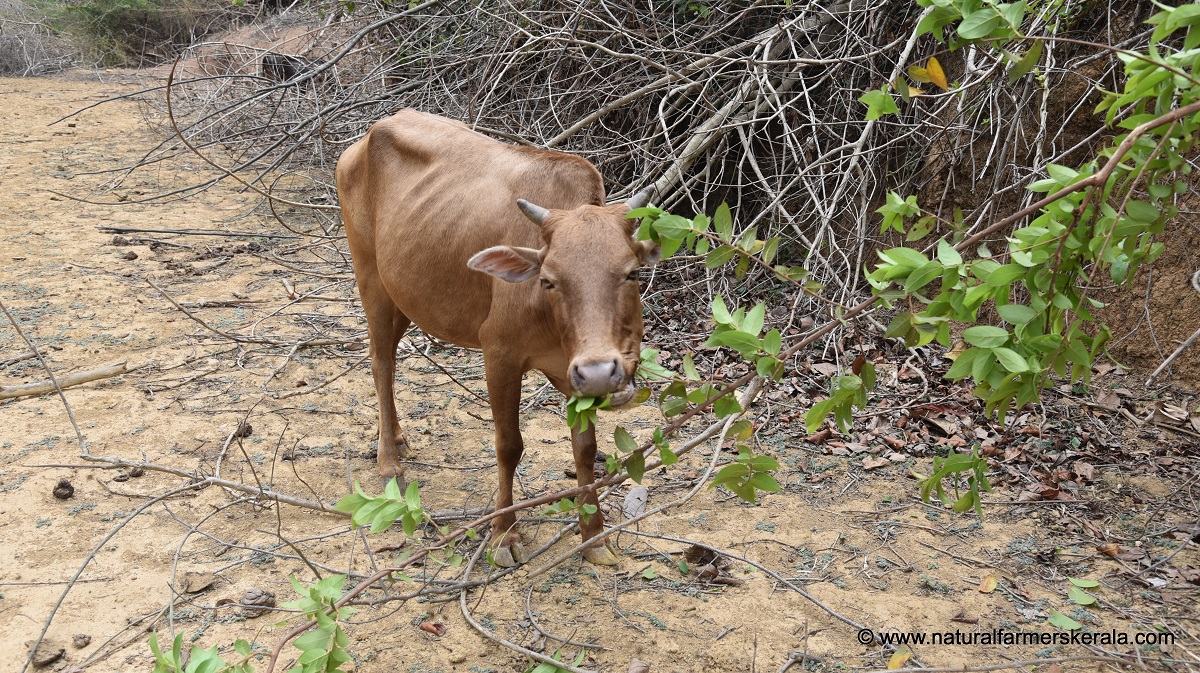 Heart and soul dedicated to Kasargod Dwarf cow - Natural Farmers Kerala