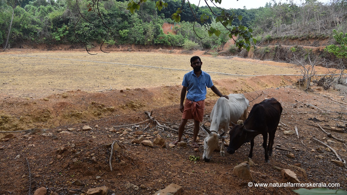 Heart and soul dedicated to Kasargod Dwarf cow - Natural Farmers Kerala