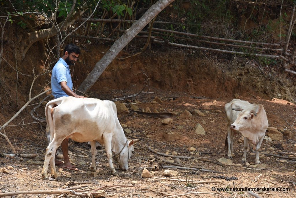Heart and soul dedicated to Kasargod Dwarf cow - Natural Farmers Kerala