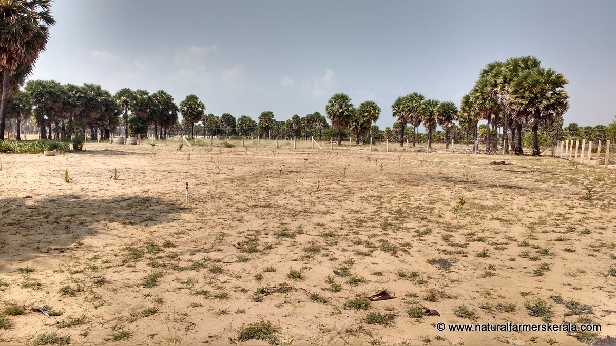 Toddy | Sugar(Jaggery) Palmyra Palm Tree (Borassus flabellifer) growing ...