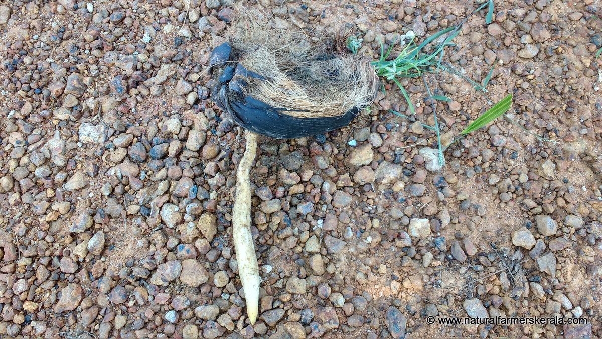 Toddy | Sugar(Jaggery) Palmyra Palm Tree (Borassus flabellifer) growing ...