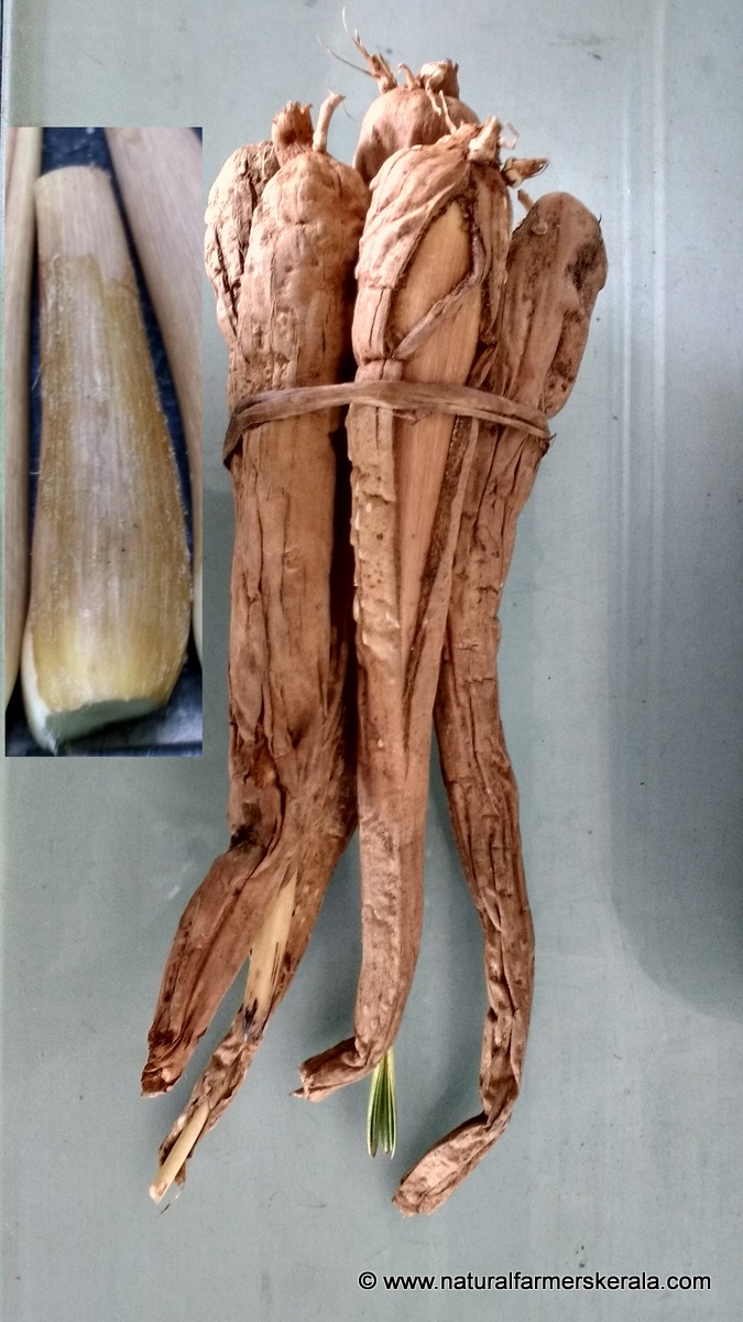 Toddy | Sugar(Jaggery) Palmyra Palm Tree (Borassus flabellifer) growing ...