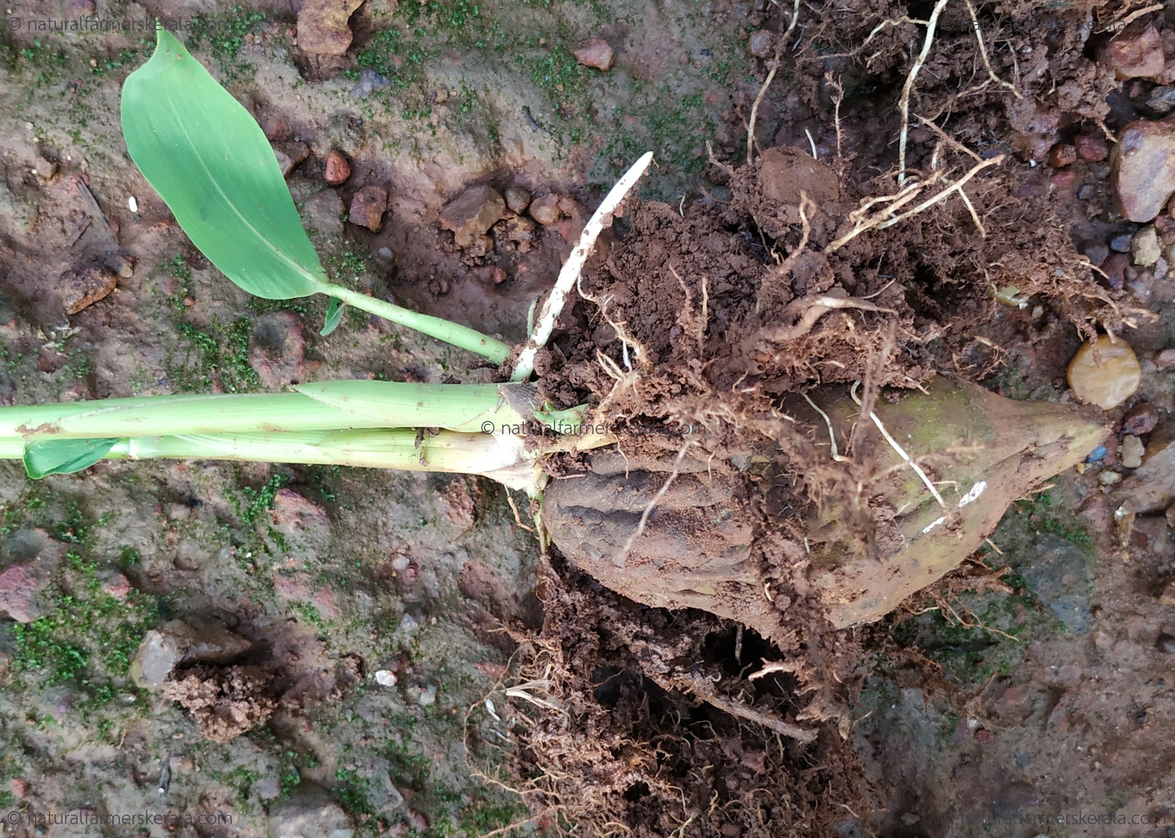 muli bamboo seed germinaton – Natural Farmers Kerala