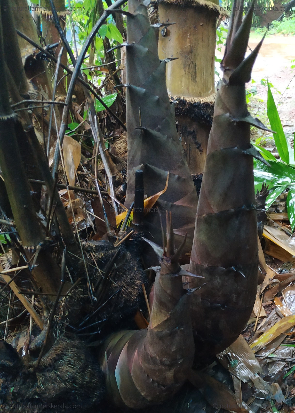 Bamboo shoot ready for Harvest – Natural Farmers Kerala